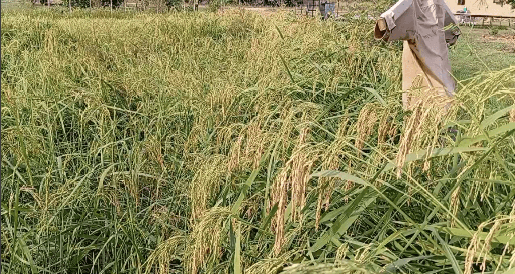 Cultivating Prosperity: Multiplying Organic Rice Seeds and Integrated ...